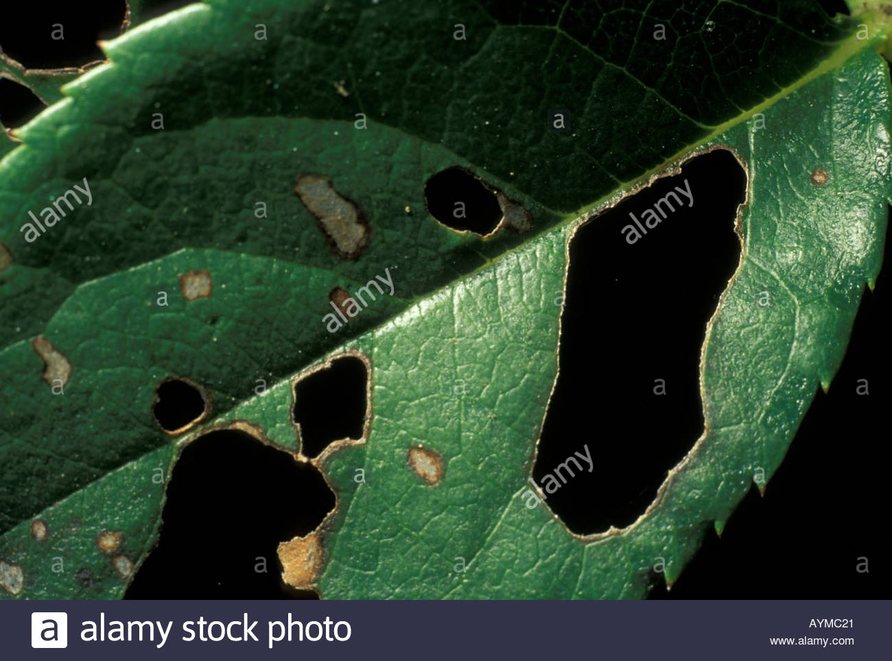 Roses Beetles Stock Photos & Roses Beetles Stock Images - Alamy