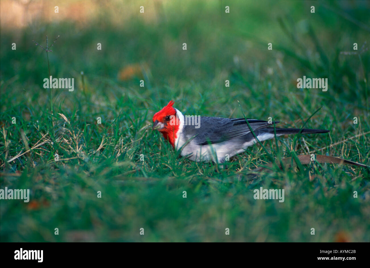 Red crested cardinal is Brazilian species introduced to Hawaii and ...