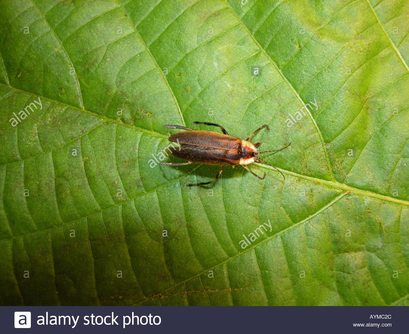 Photinus Pyralis Stock Photos & Photinus Pyralis Stock Images - Alamy