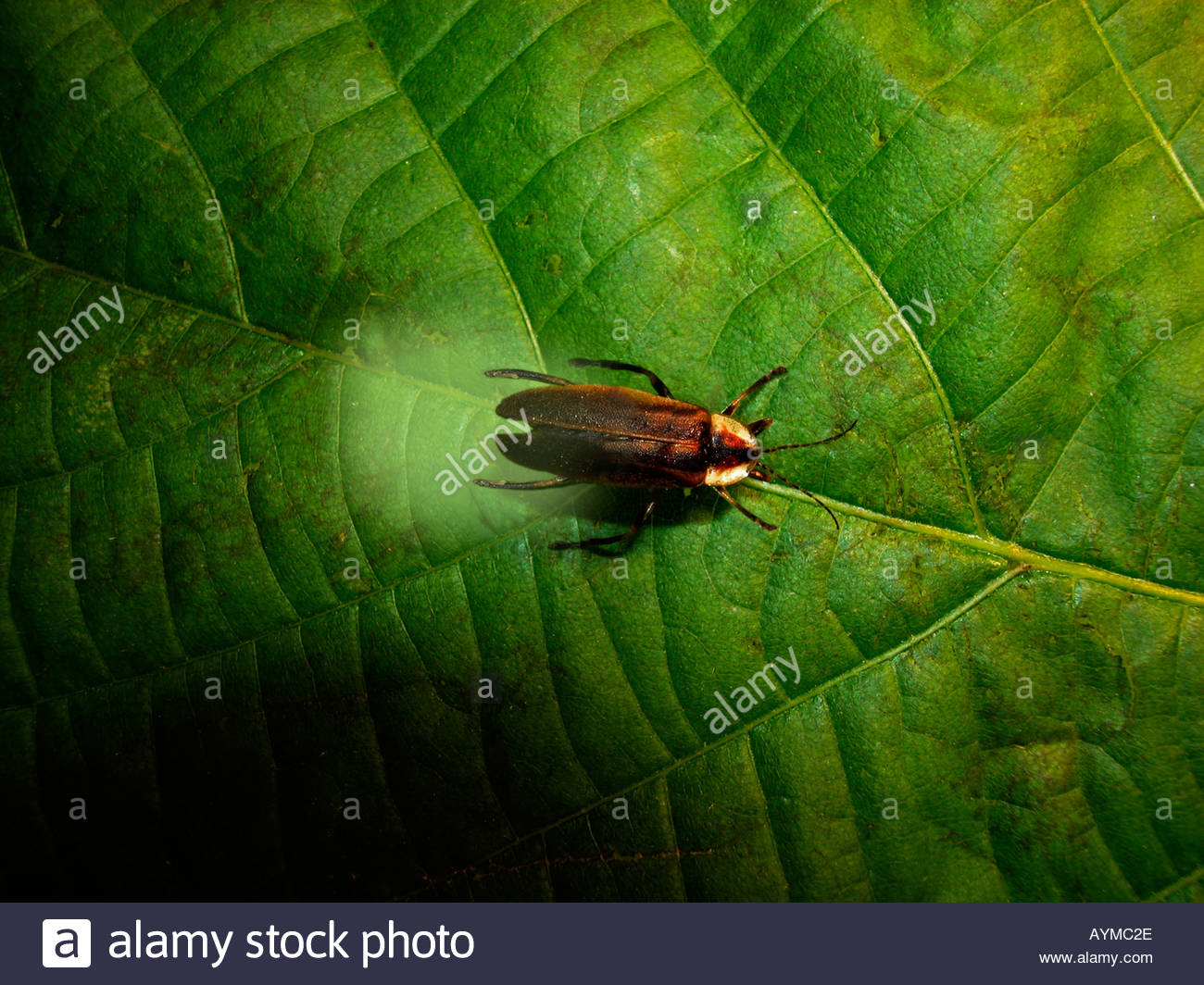 Lightning Bug Stock Photos & Lightning Bug Stock Images - Alamy