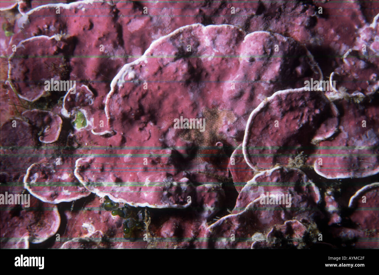 Calcareous algae hi-res stock photography and images - Alamy