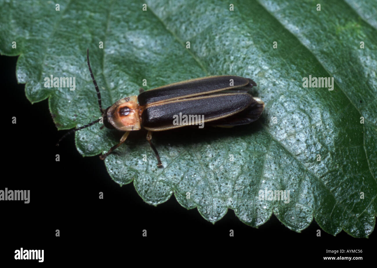 Eastern fire fly resting on leaf Wing covers are partially open back ...