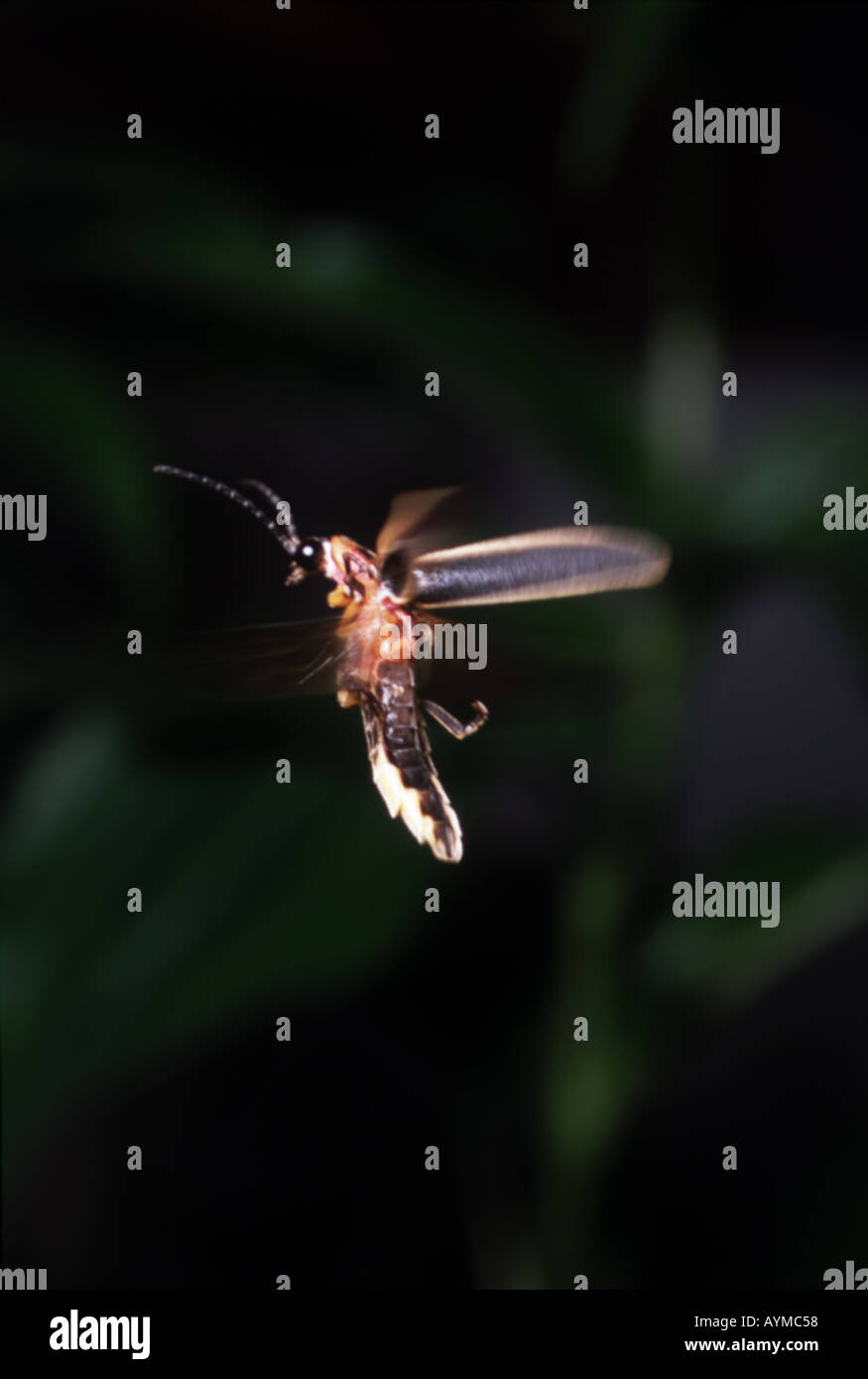 Wing covers hi-res stock photography and images - Alamy