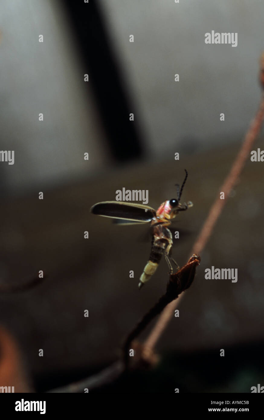 Eastern fire fly taking off Wings open legs pushing off branch light ...