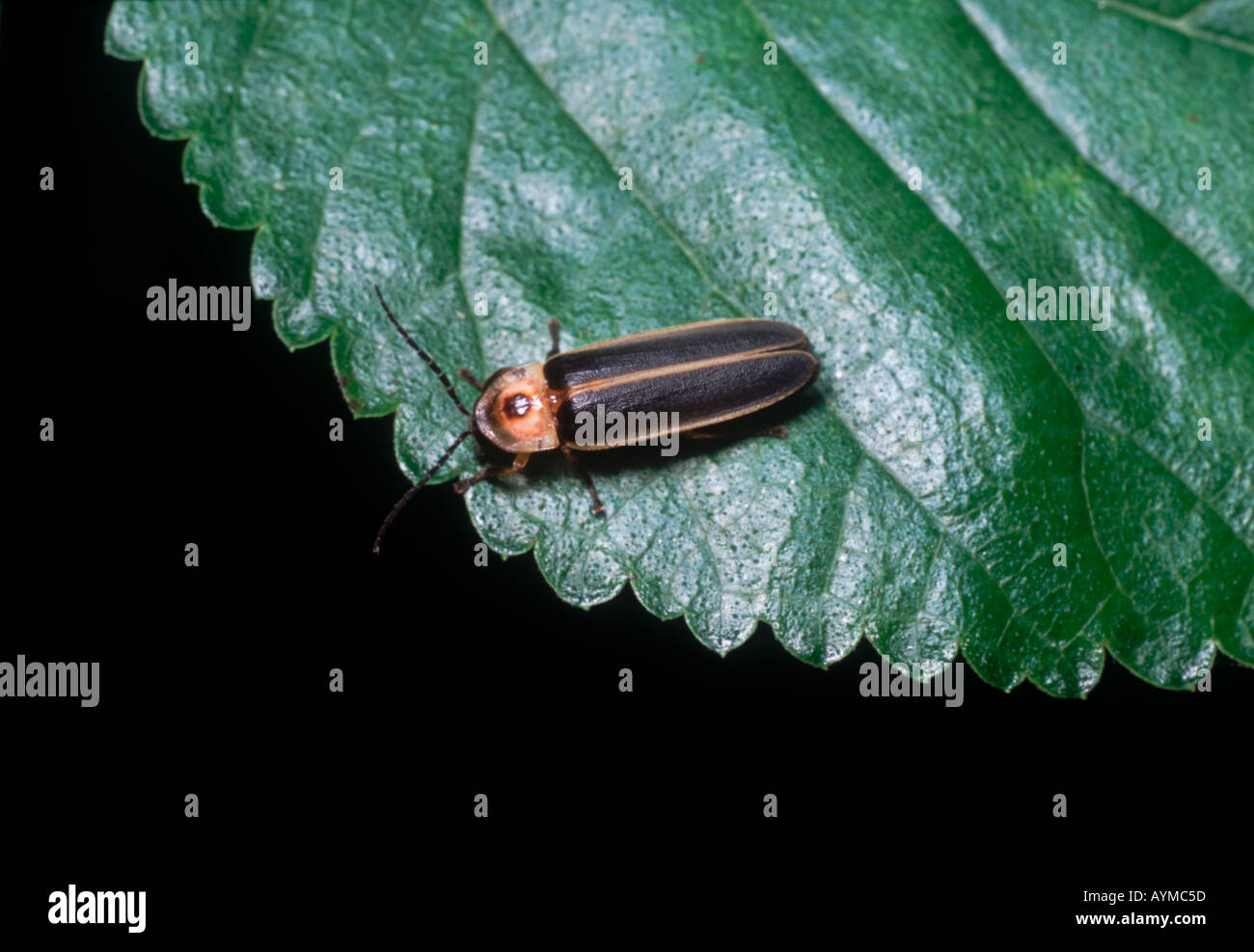 Eastern fire fly Photinus pyralis resting on leaf Typical dorsal back ...