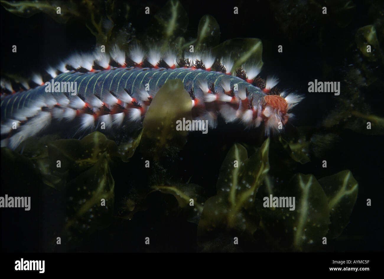 Mediterranean fireworm crawling on brown alga Dictyopteris membranacea ...