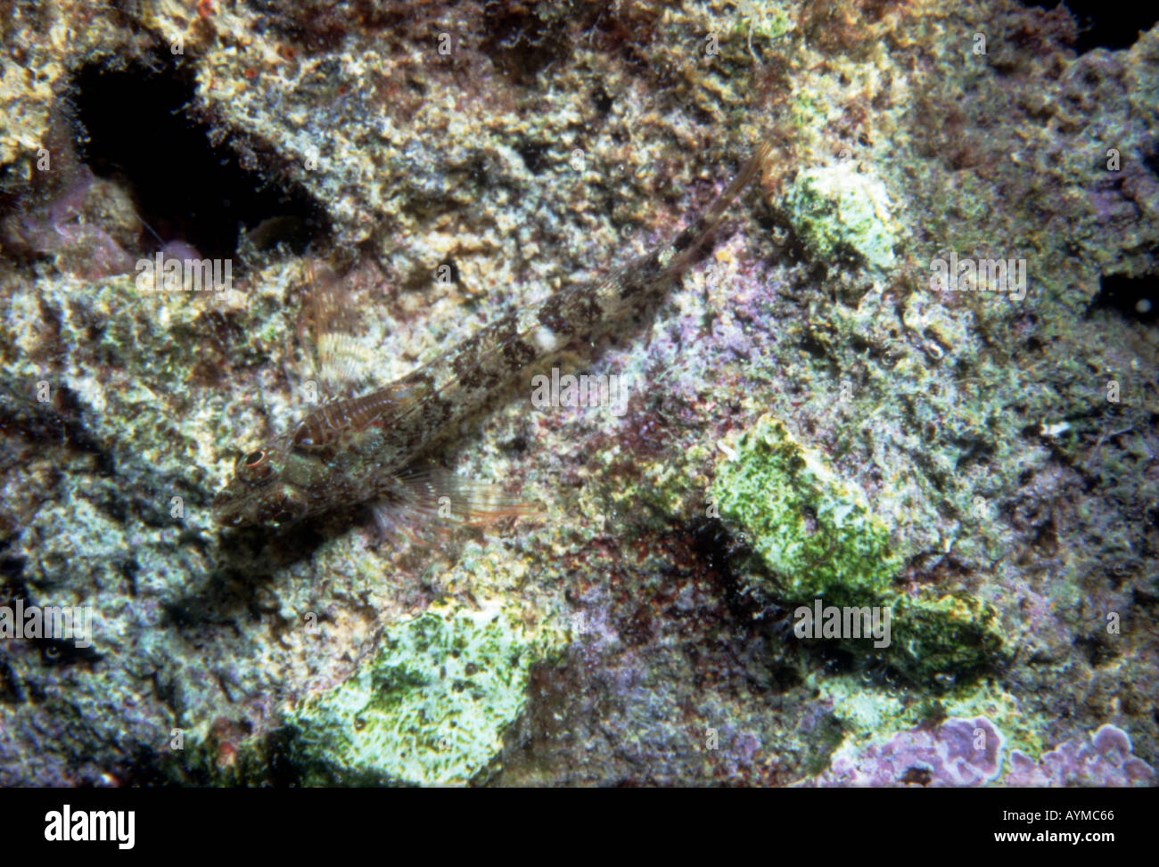 Parasitic isopod hi-res stock photography and images - Alamy