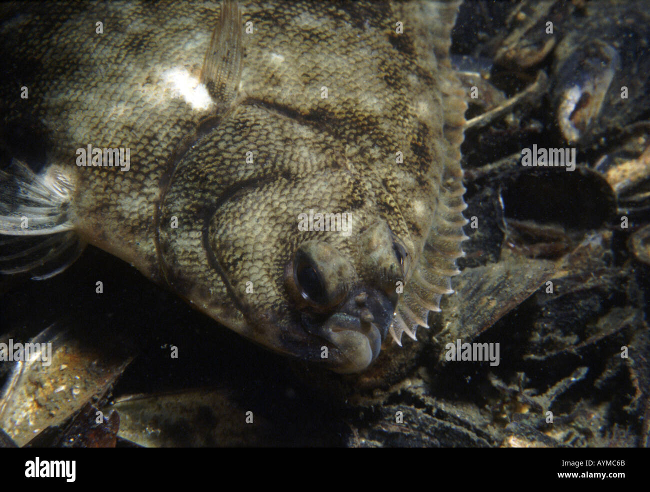 Portrait of flounder Platichthys flesus Stock Photo - Alamy
