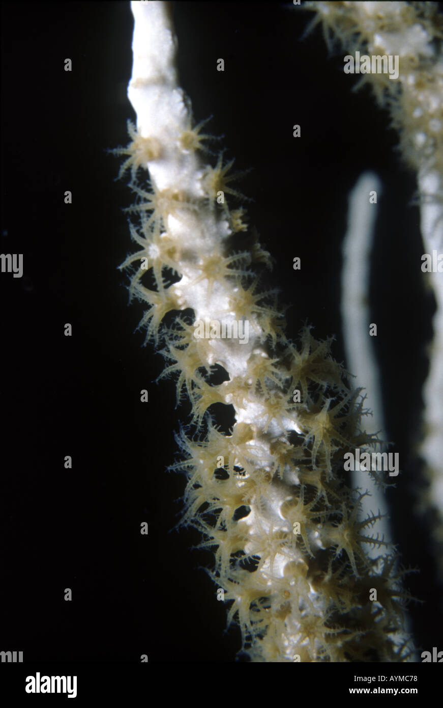 Colony of polyps of mediterranean gorgonian hi-res stock photography ...