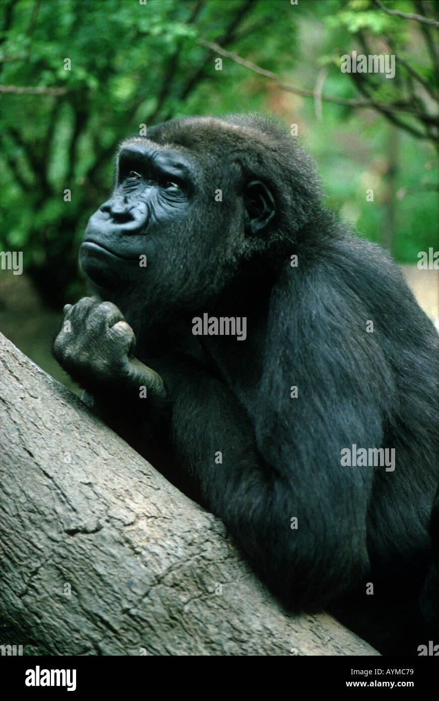Gorilla thinking hi-res stock photography and images - Alamy