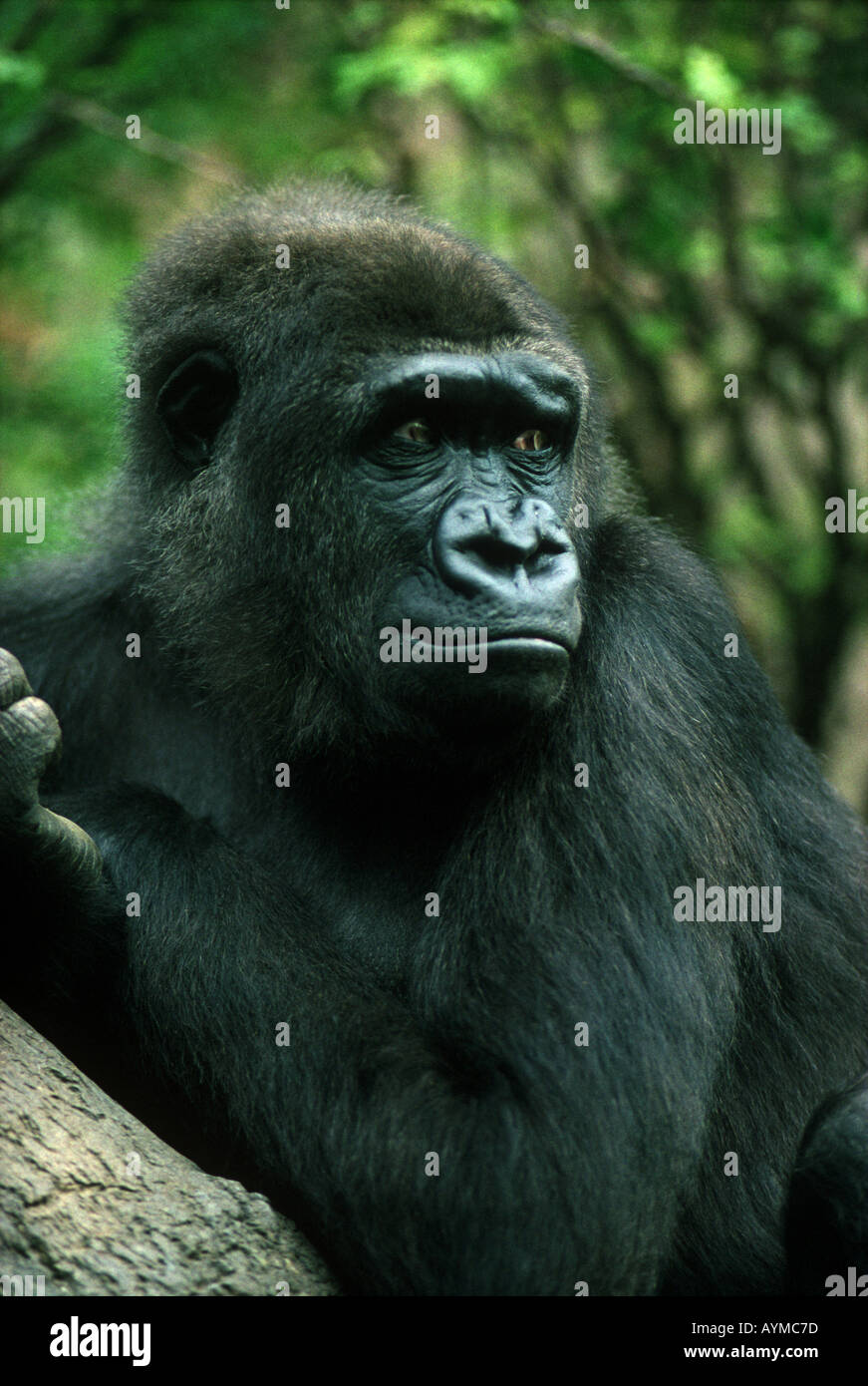 Lowland gorilla displays alert expression at the Congo exhibit of Bronx ...