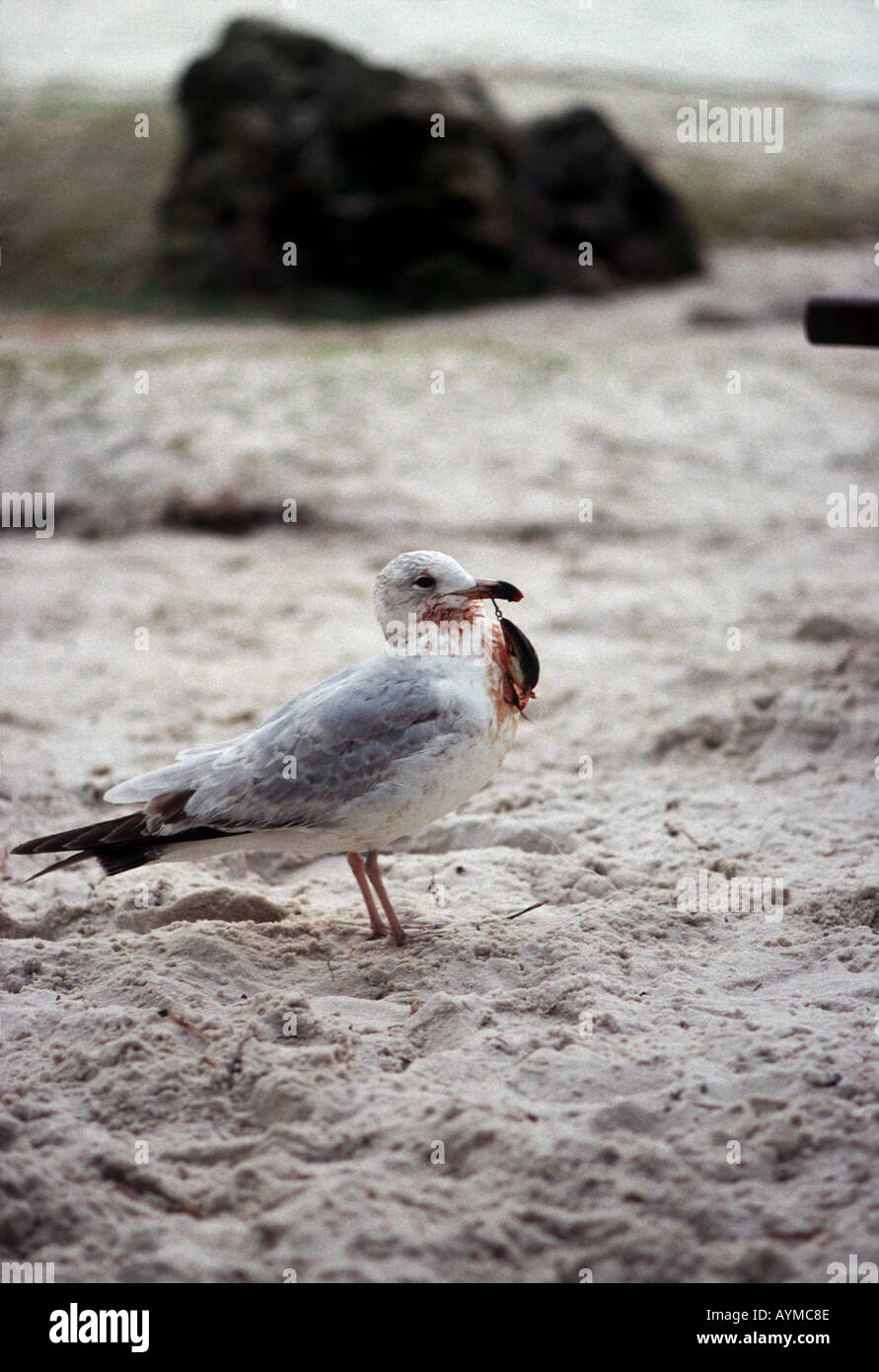 Seagull with fishing lure hooked through its beak Florida Stock Photo ...
