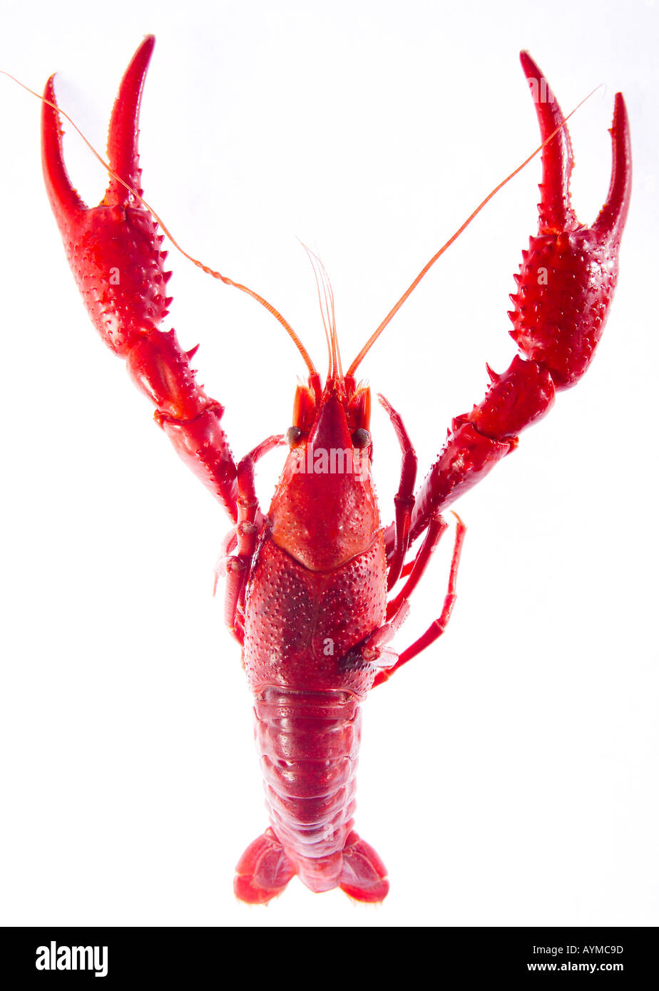 Make crayfish Cut Out Stock Images & Pictures - Alamy