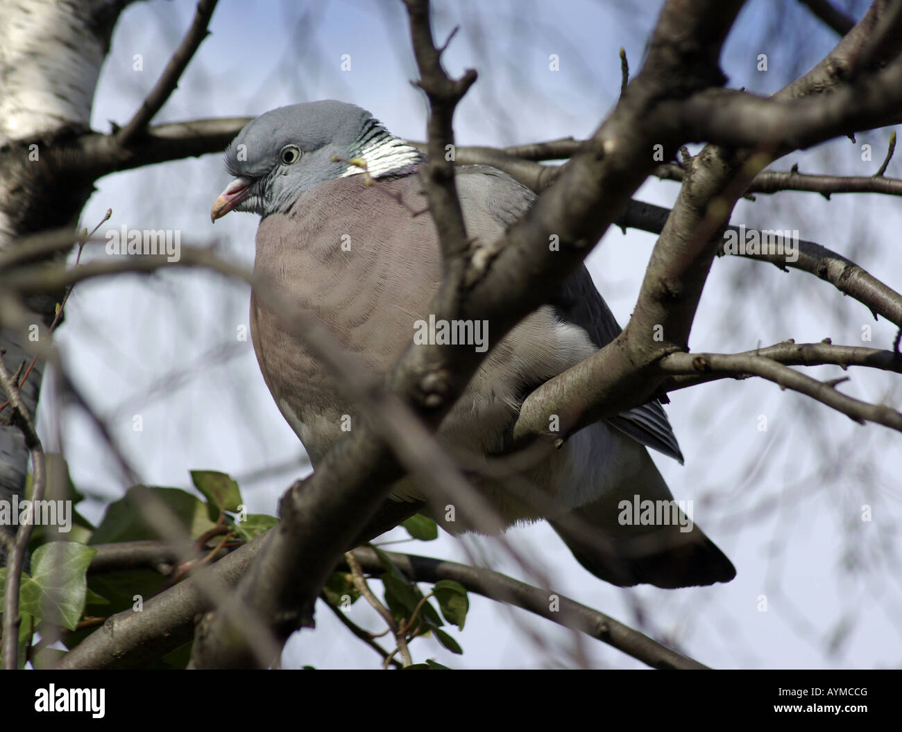 Wood Pigeon in tree Stock Photo - Alamy