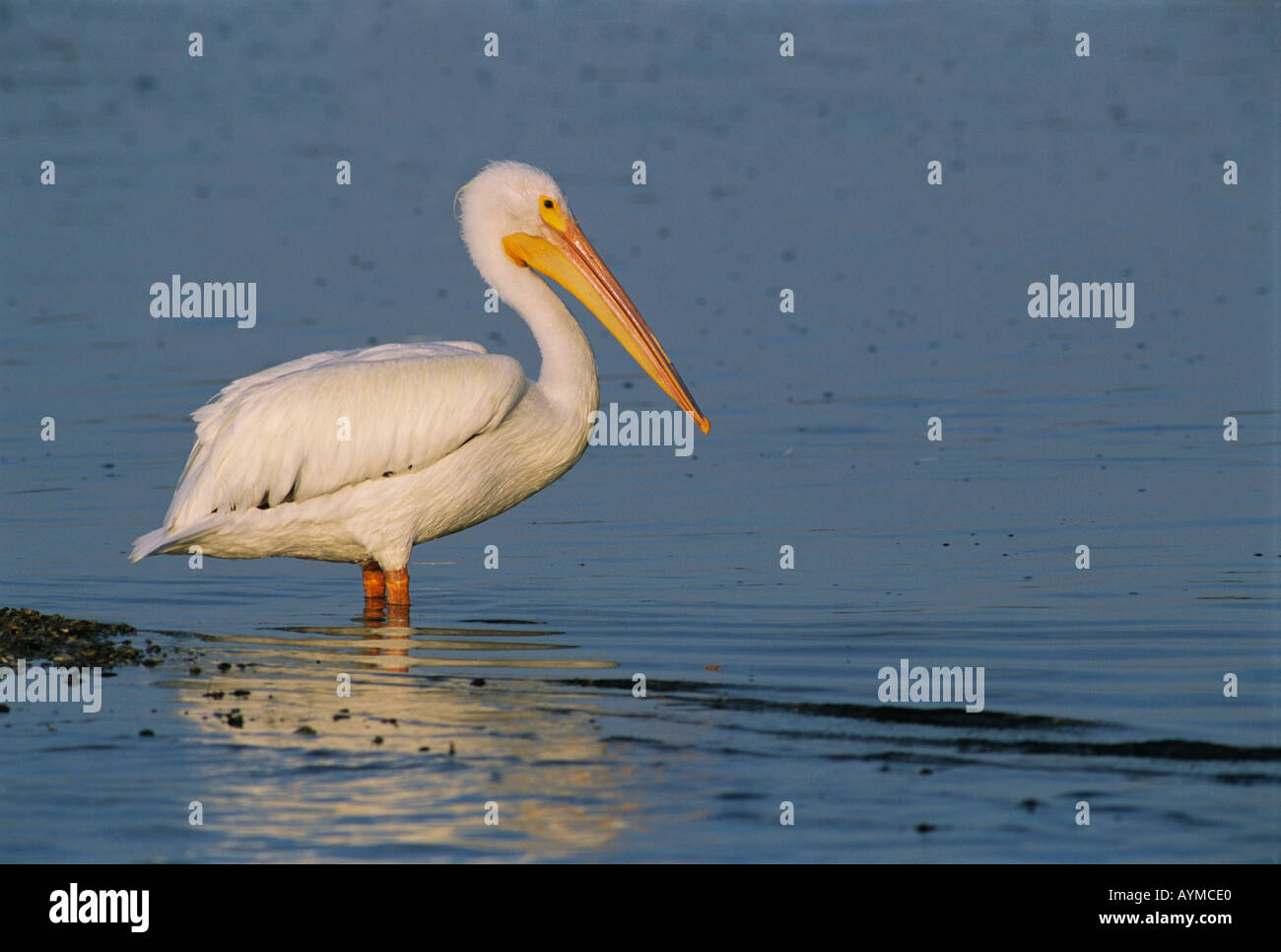 Genus pelecanus hi-res stock photography and images - Alamy