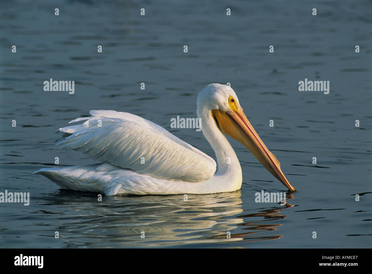 White pelican swimming Genus Pelecanus erythrorhynchos Family ...