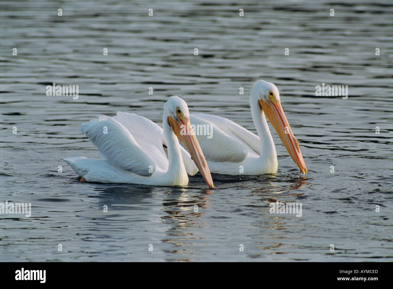 Two white pelicans swim and fish together as a team Genus Pelecanus ...