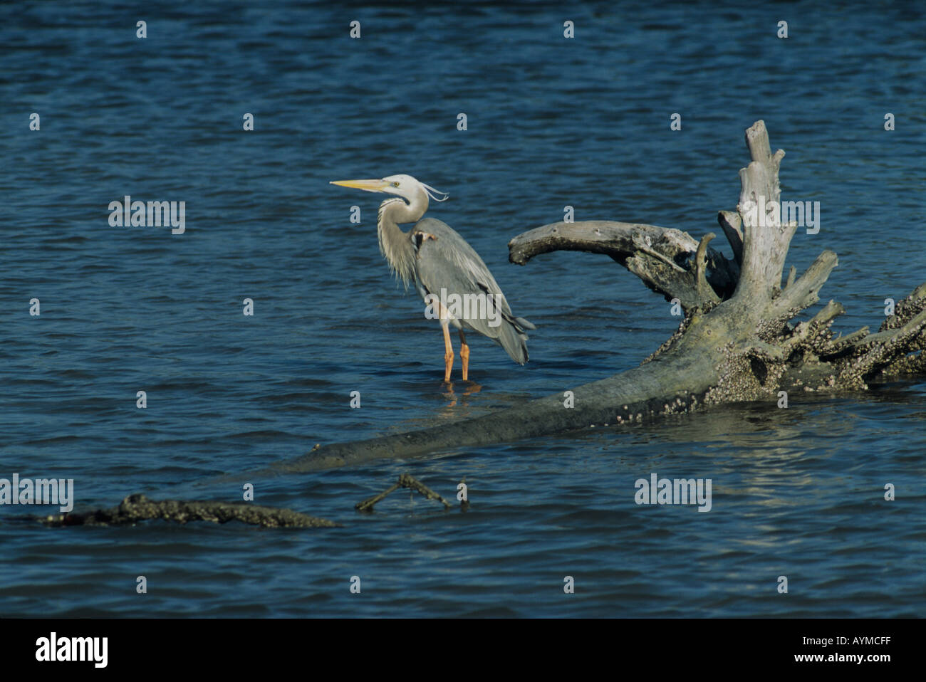 Ardea herodias wurdemannii hi-res stock photography and images - Alamy