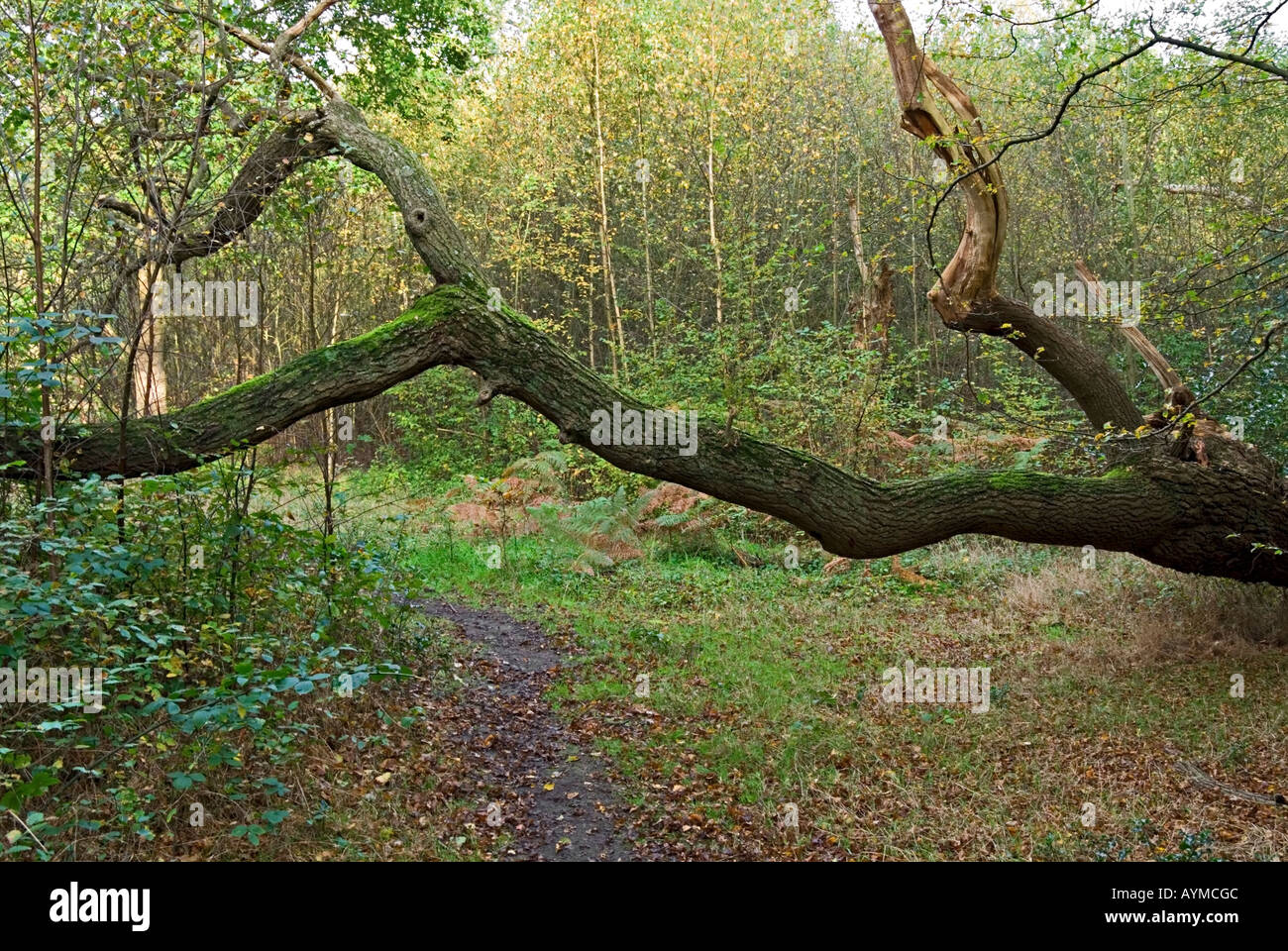 Tree fallen to the ground possibly through storm damage Stock Photo - Alamy