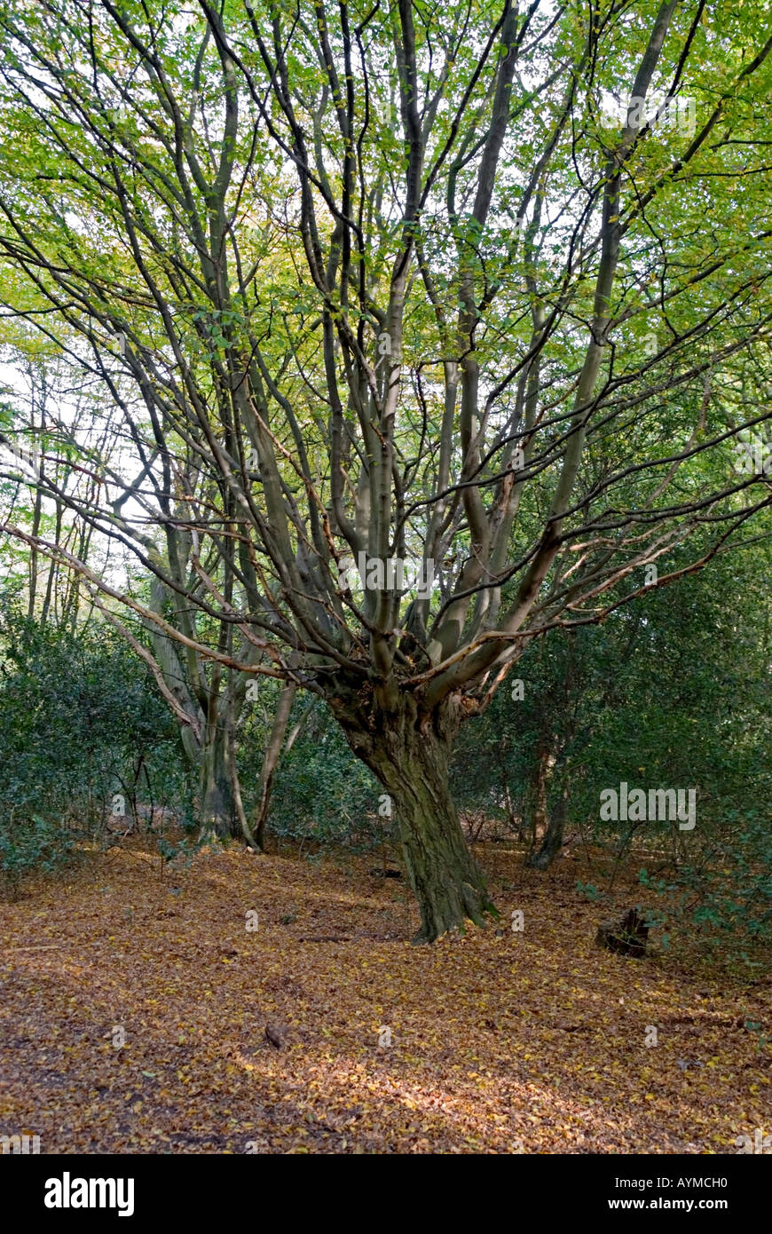 Epping forest ancient woodland hi-res stock photography and images - Alamy