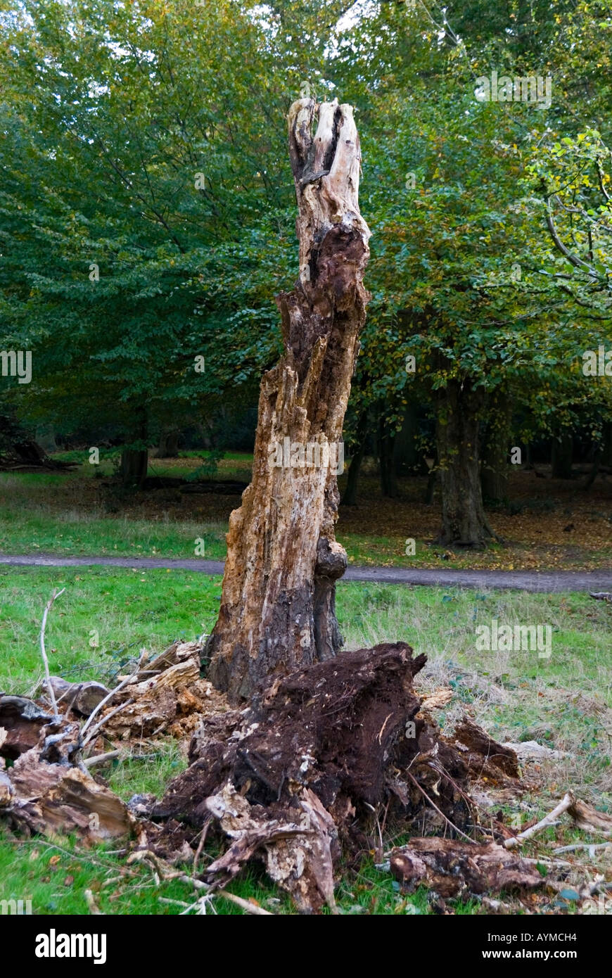 Autumn woodland epping forest england hi-res stock photography and ...