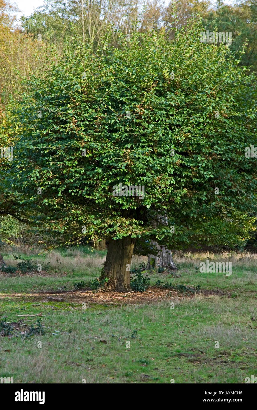 Epping forest ancient woodland hi-res stock photography and images - Alamy