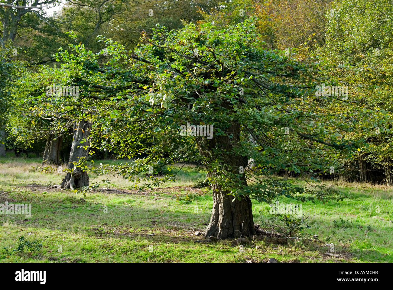 Autumn woodland epping forest england hi-res stock photography and ...