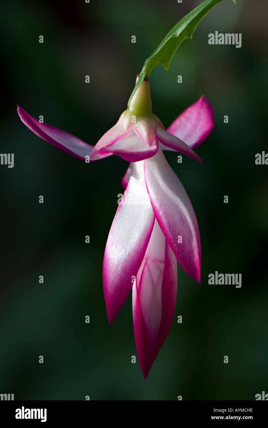 Downward pointing hi-res stock photography and images - Alamy