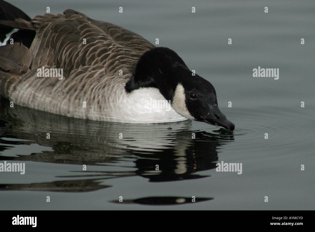 Canada goose water hi-res stock photography and images - Alamy