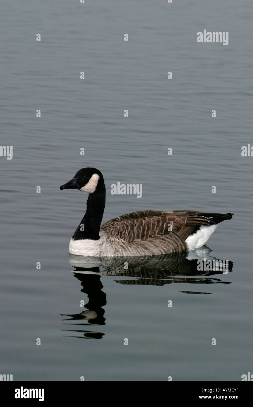 Canada goose water hi-res stock photography and images - Alamy