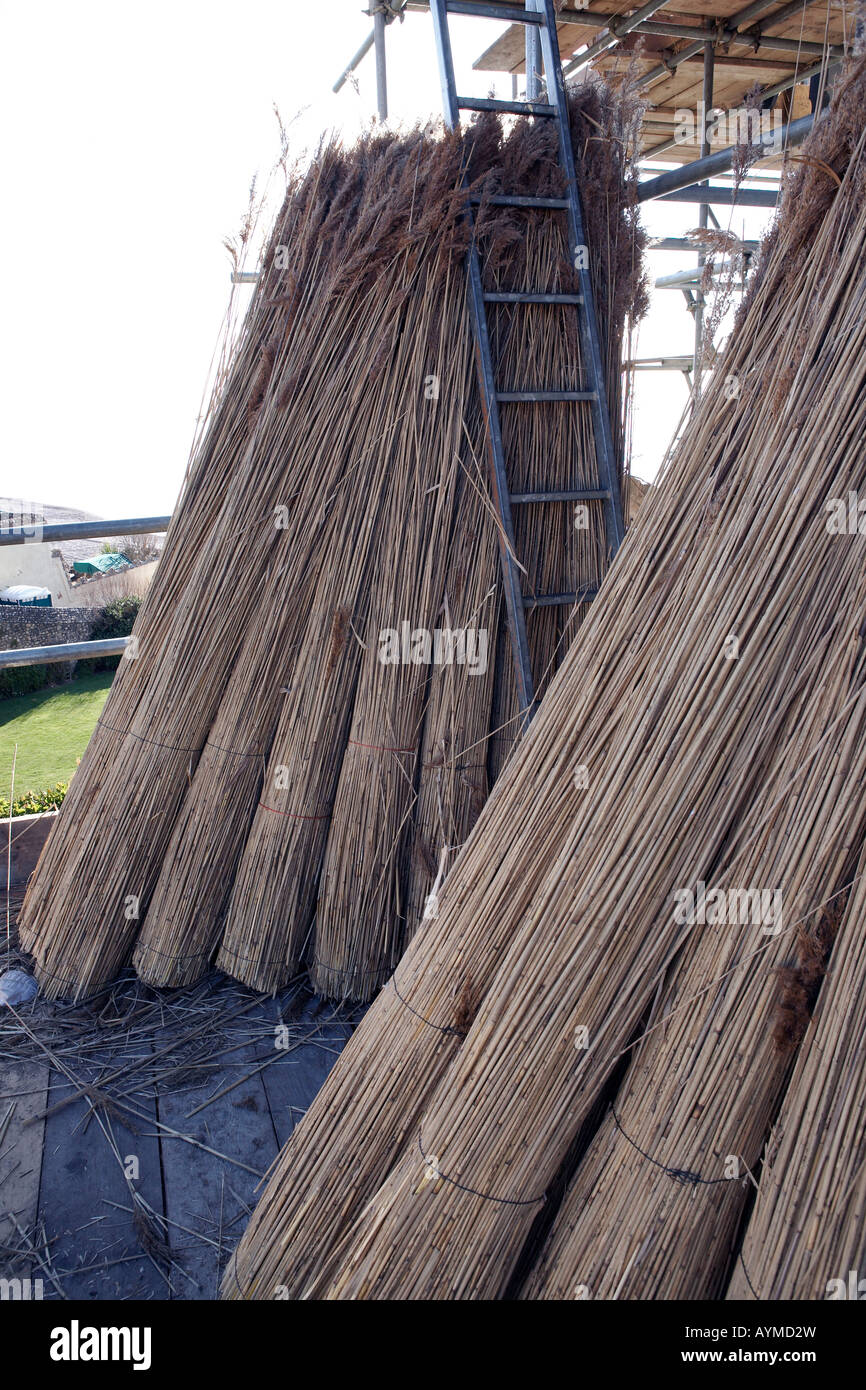 Sheafs of straw and water reed being handed to the master thatcher, in ...