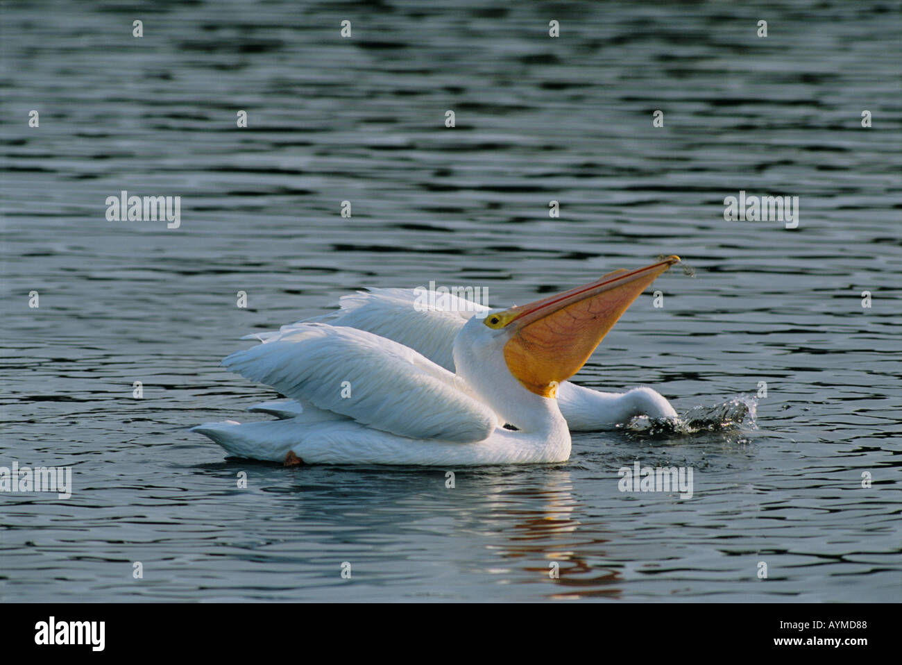 White pelicans exhibit group fishing behavior Genus Pelecanus ...
