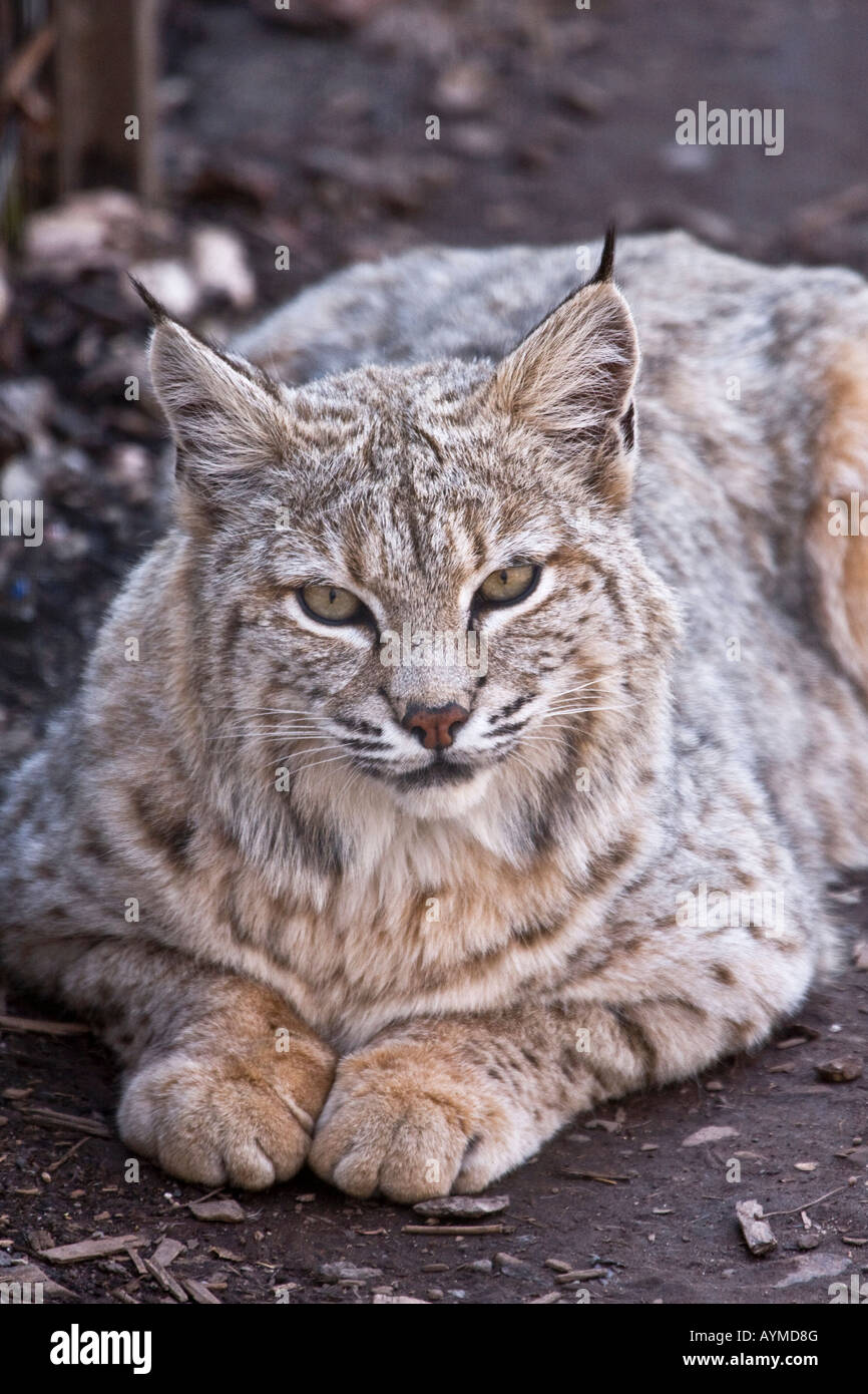 North american bobcats hi-res stock photography and images - Alamy