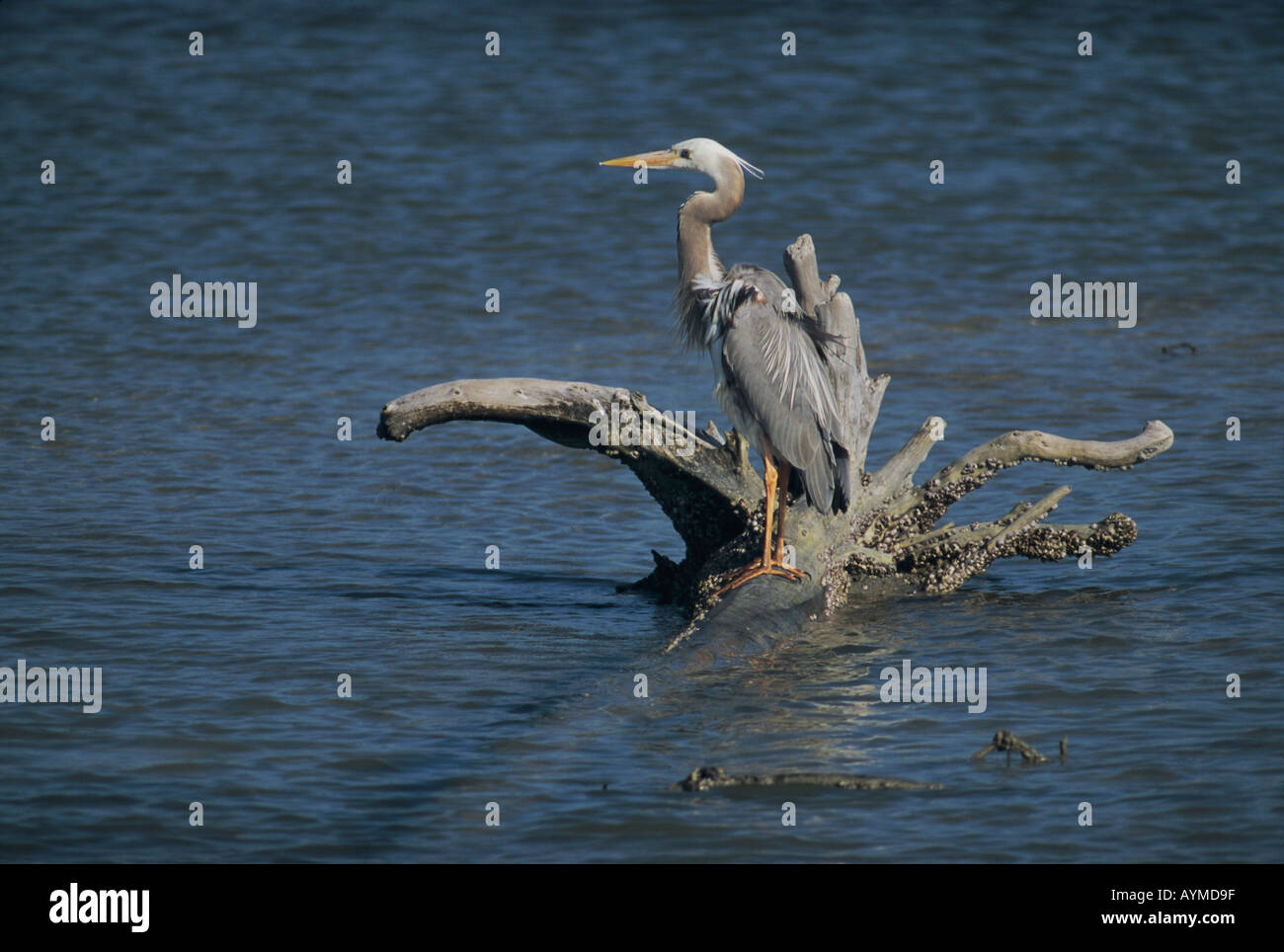 Wurdeman hi-res stock photography and images - Alamy