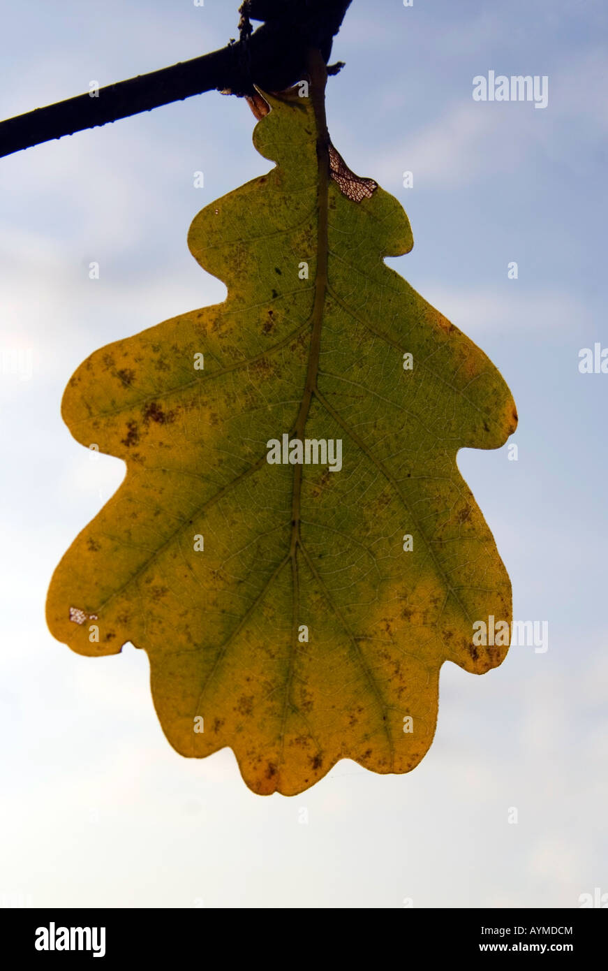 Details of the autumn oak tree leaf Stock Photo - Alamy