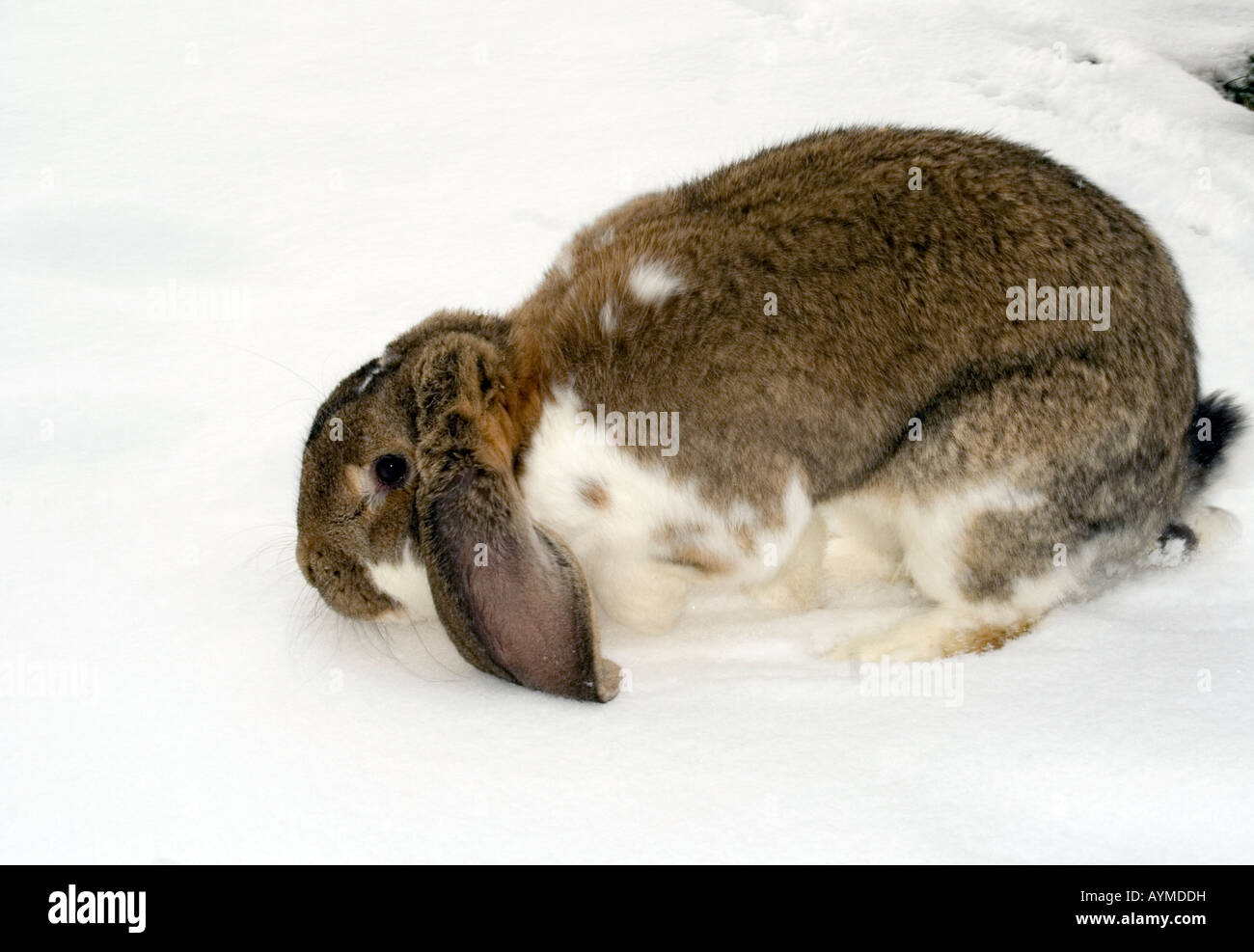 Long eared rabbit hi-res stock photography and images - Alamy