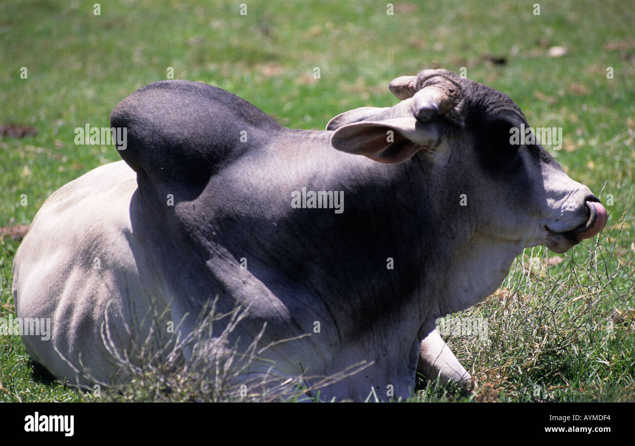 Braham hi-res stock photography and images - Alamy