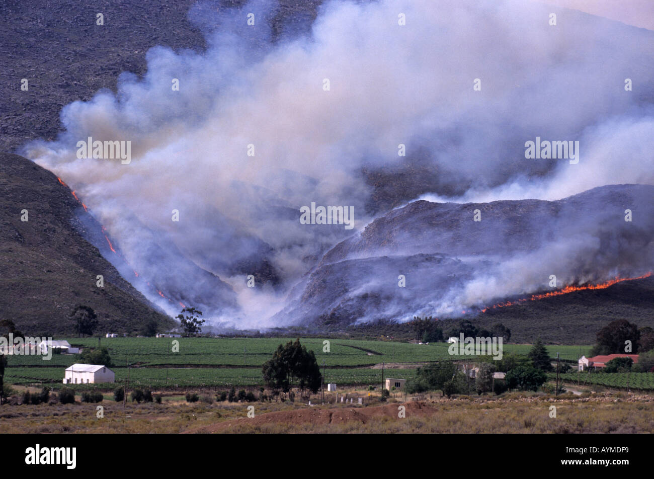 Hex River Mountains north of Cape Town western cape Fire in vineyards ...