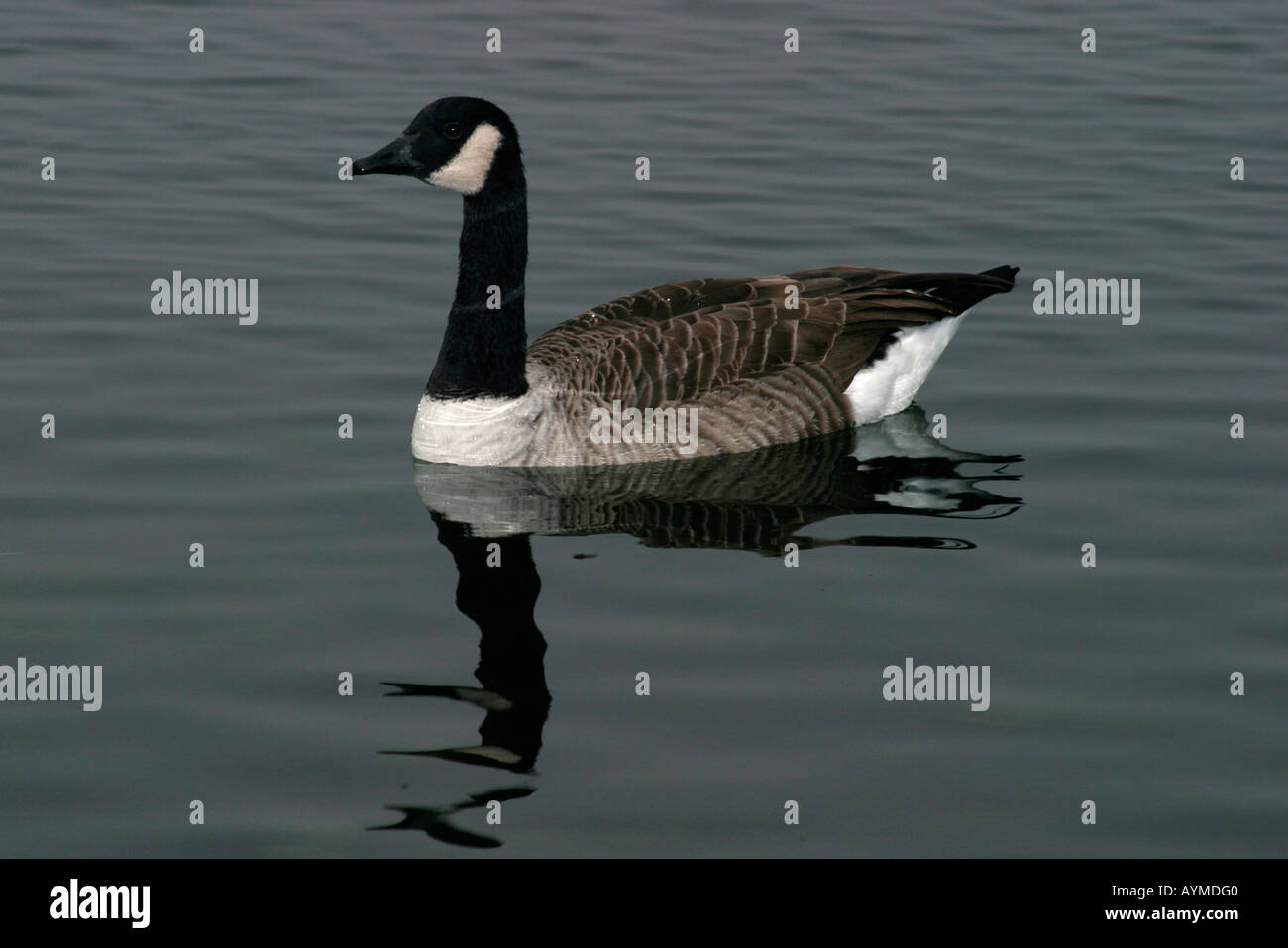 Canada goose solitary hi-res stock photography and images - Alamy