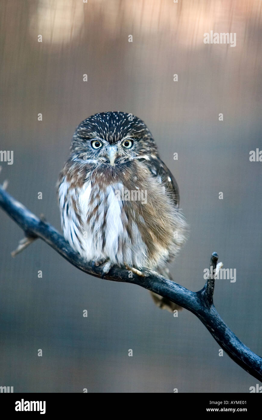 Pygmy Owl Arizona USA Stock Photo - Alamy