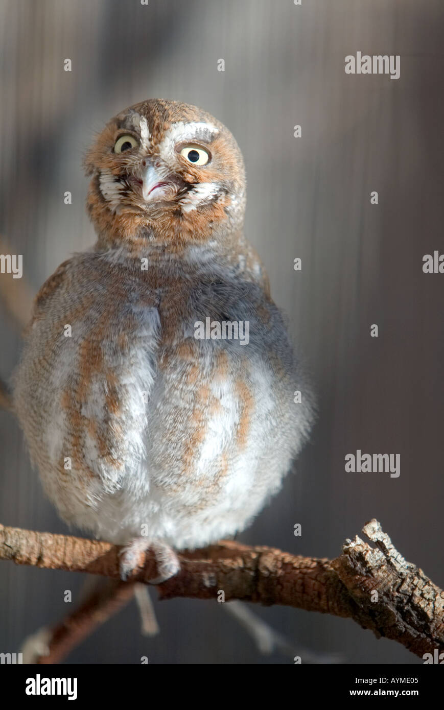 Elf owl hi-res stock photography and images - Alamy