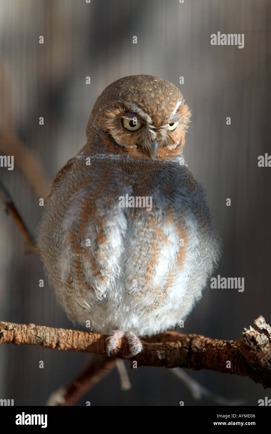 Elf owl hi-res stock photography and images - Alamy