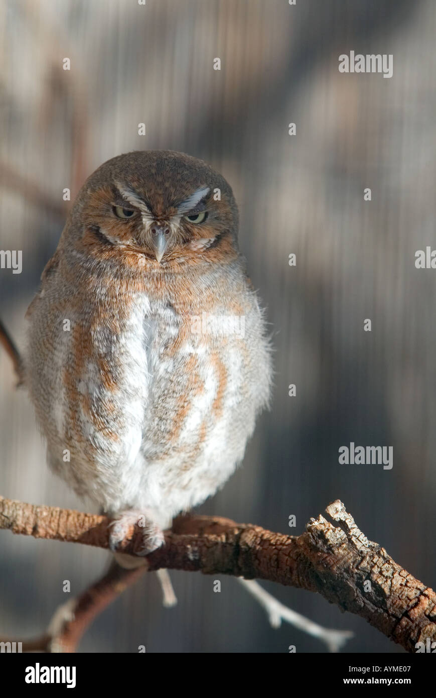 Elf owl sonoran desert hi-res stock photography and images - Alamy