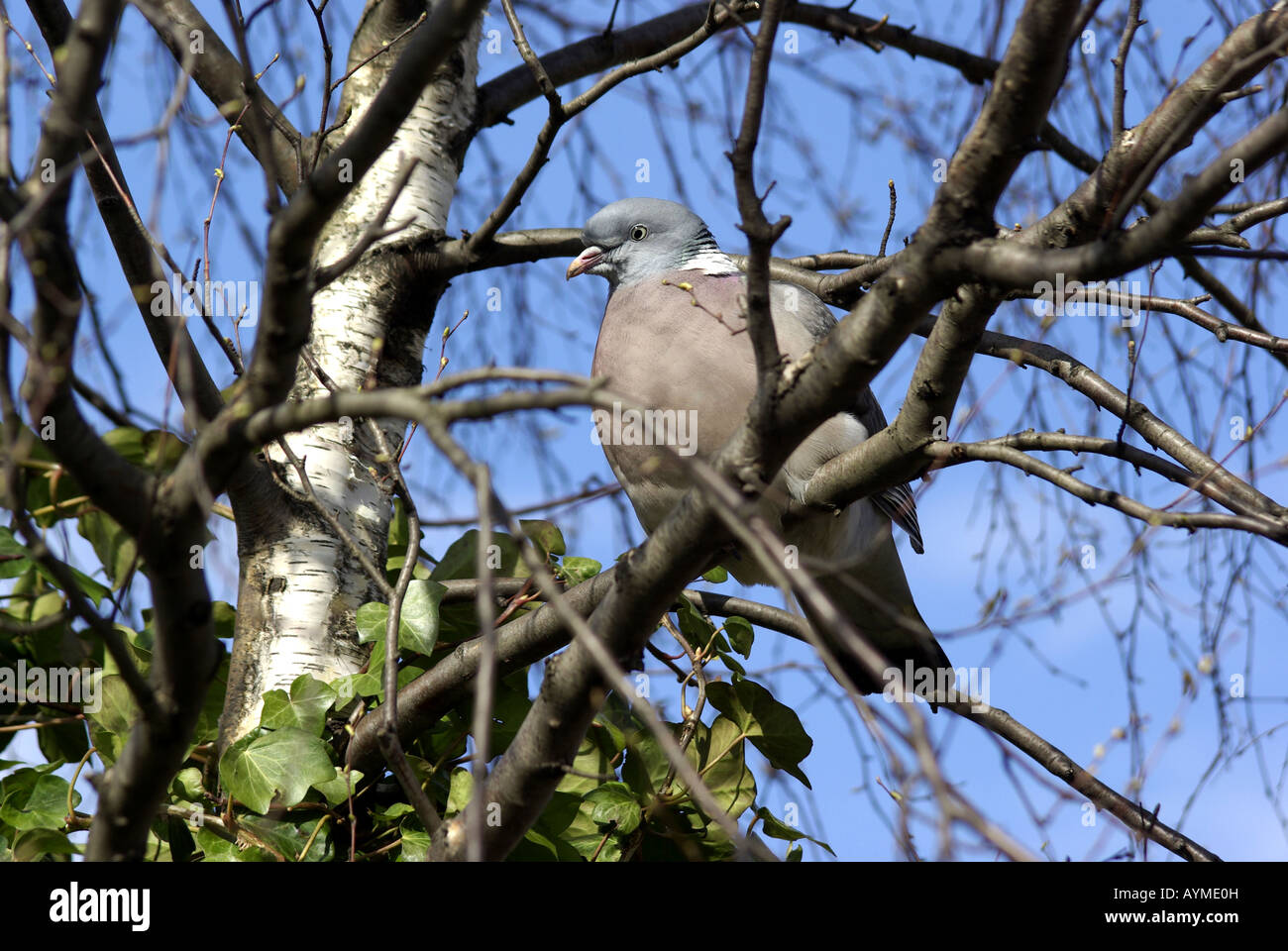 Wood Pigeon in Tree Stock Photo - Alamy