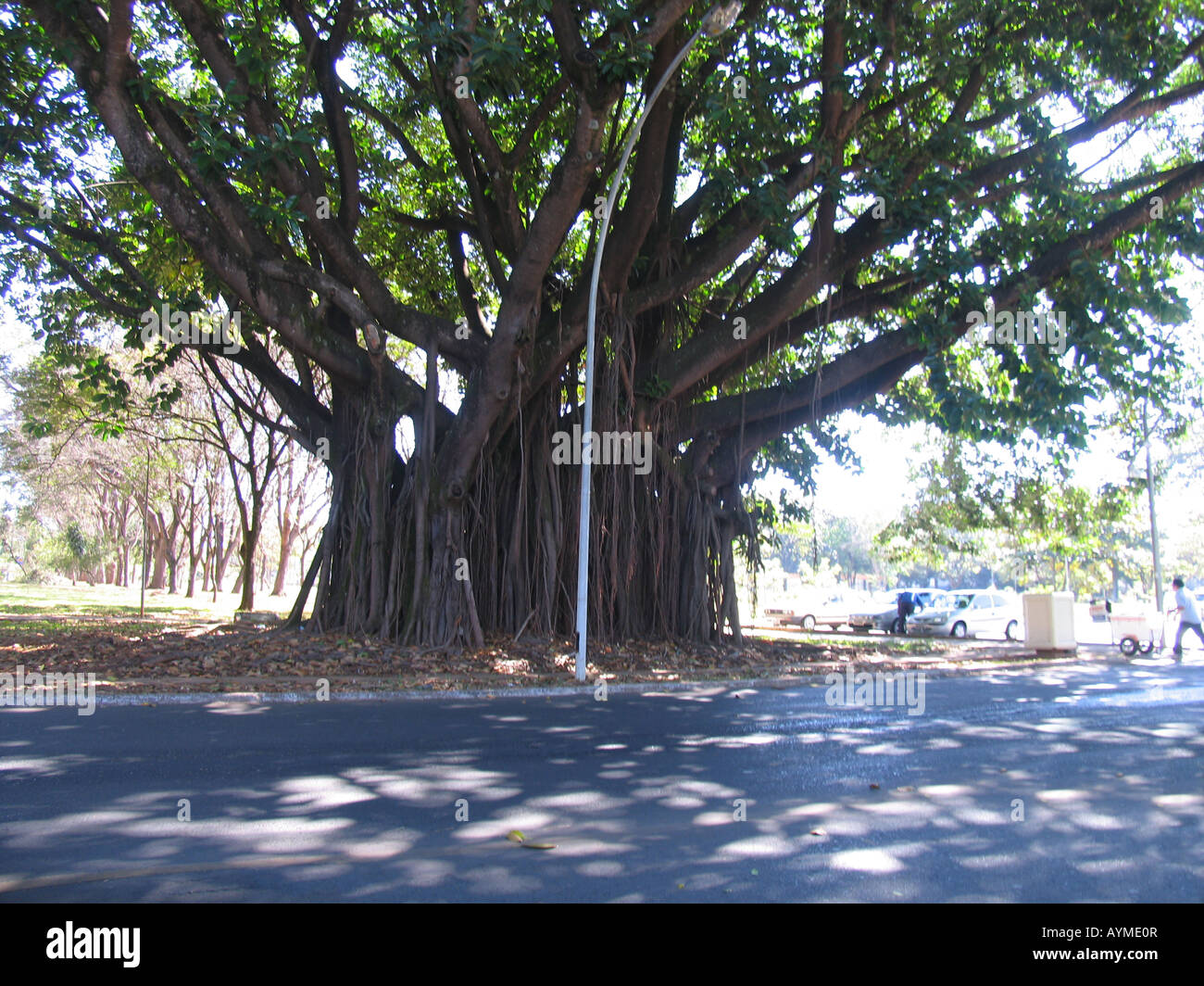 Maybe the biggest urban tree in the whole world, in Brasilia, Brazil. A ...