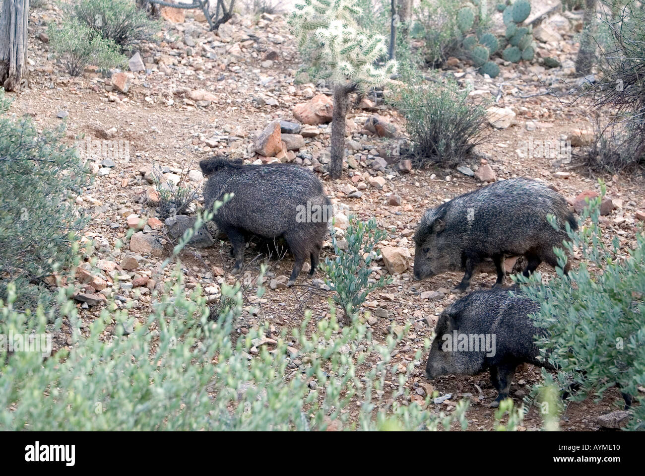 Arizona wild pig hi-res stock photography and images - Alamy