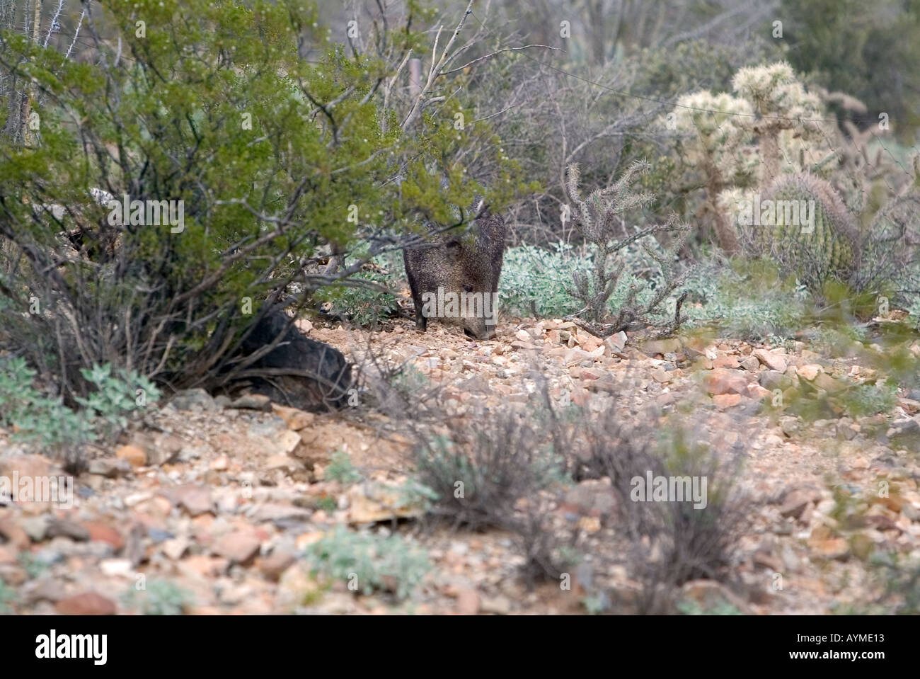 Javelina (Collared Peccary) Arizona Stock Photo - Alamy