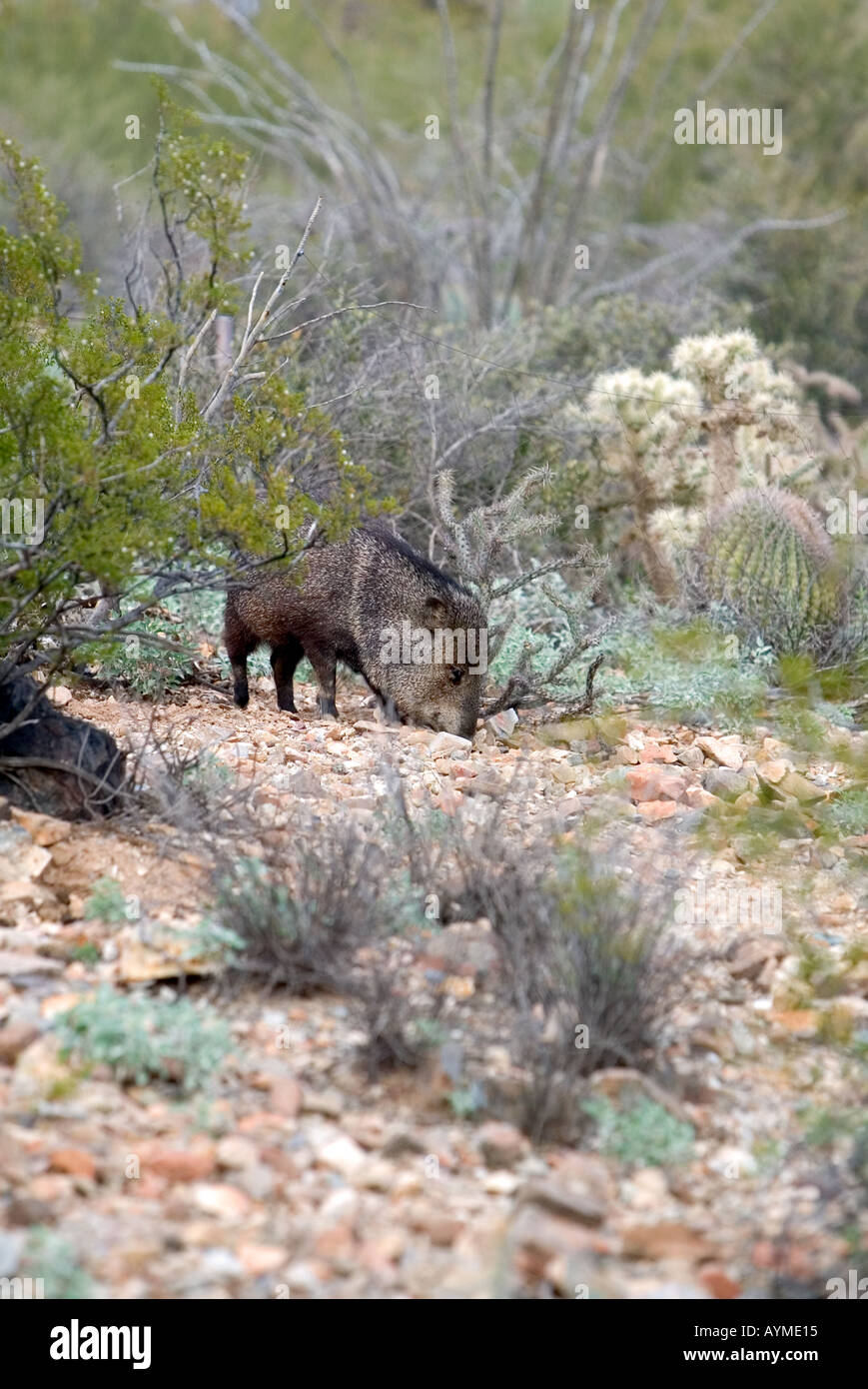 Javelina (Collared Peccary) Arizona Stock Photo - Alamy