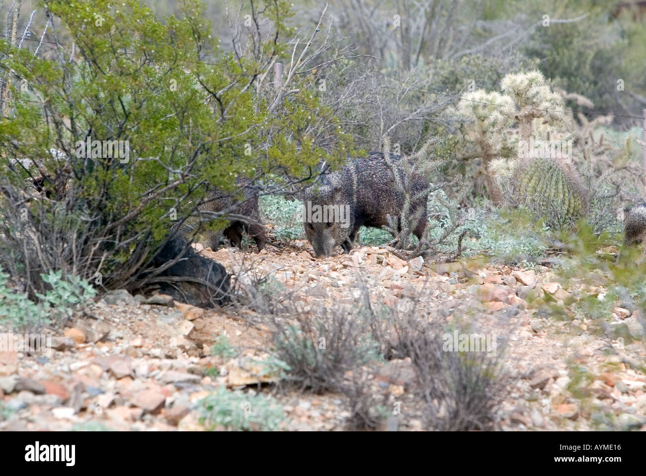 Arizona wild pig hi-res stock photography and images - Alamy