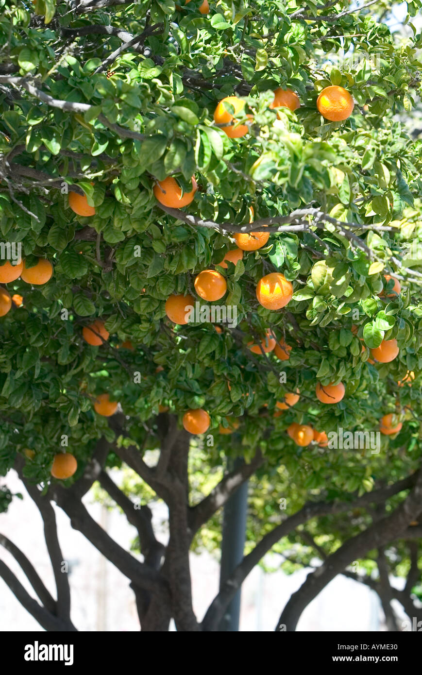 Citrus bloom hi-res stock photography and images - Alamy